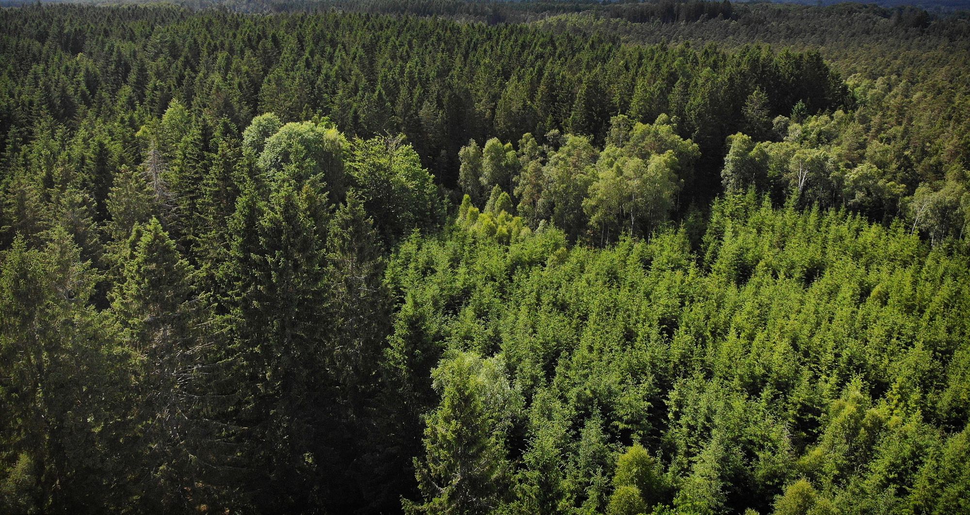 NordGen Forest Conference 2024