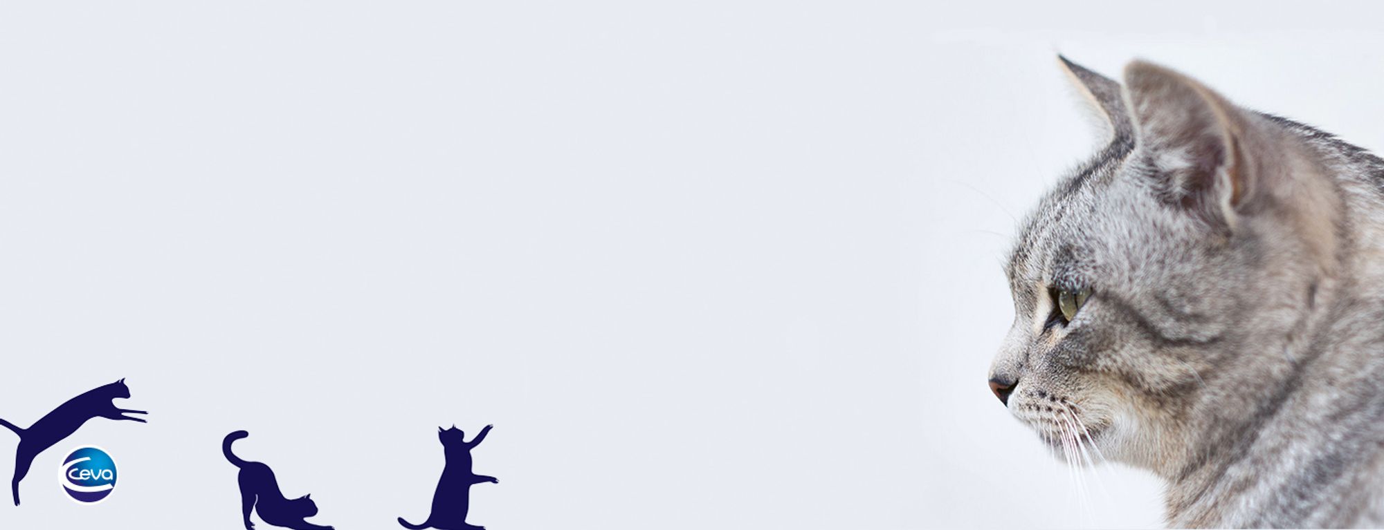 Ceva Cat Expertise 2021