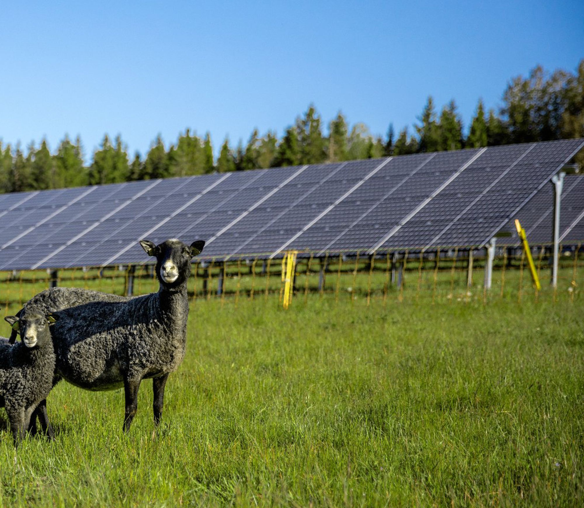 Webbinarium: Möjligheter med solel