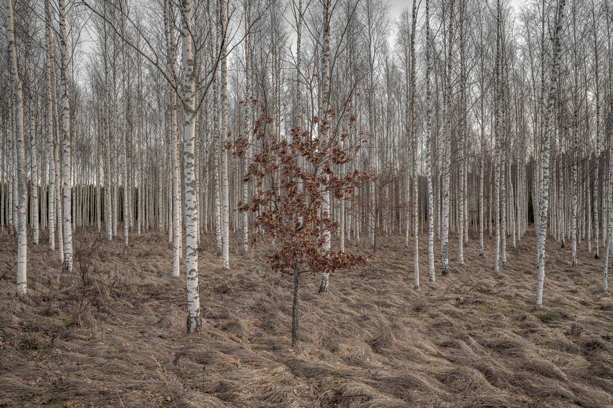 Snickeriet Streets x David Lundmark